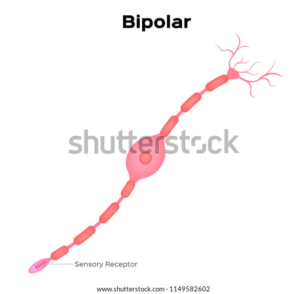 Neuron Bipolar Anatomy Vector Infographic Stock Vector (Royalty Free ...