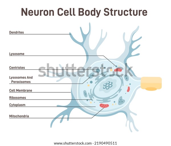 Neuron Cell Body Anatomy Cross Detailed Stock Vector (Royalty Free ...