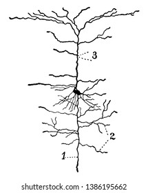 Neuron Cerebral Cortex Vintage Line Drawing Stock Vector (Royalty Free ...