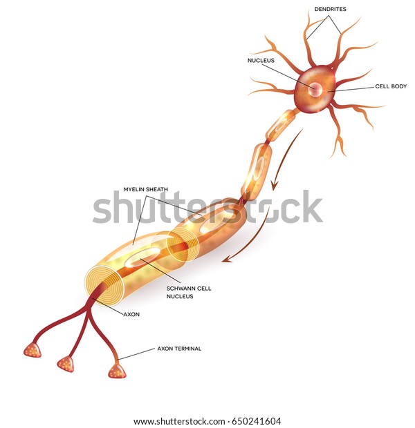 Neurona, axón de células nerviosas y sustancia de la funda de mielina ...
