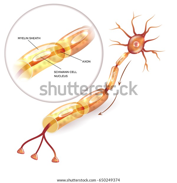 Neuron, nerve cell axon and myelin sheath substance that surrounds the ...