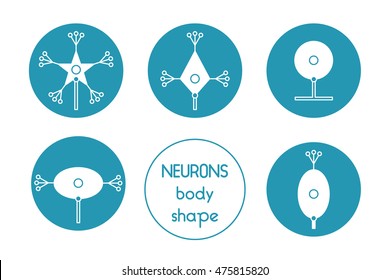 Neurons Brain Spinal Cord Neuron Cell Stock Vector (Royalty Free ...