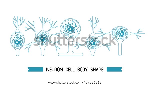 The neurons of the brain and spinal cord. Neuron cell biology. Neuron ...