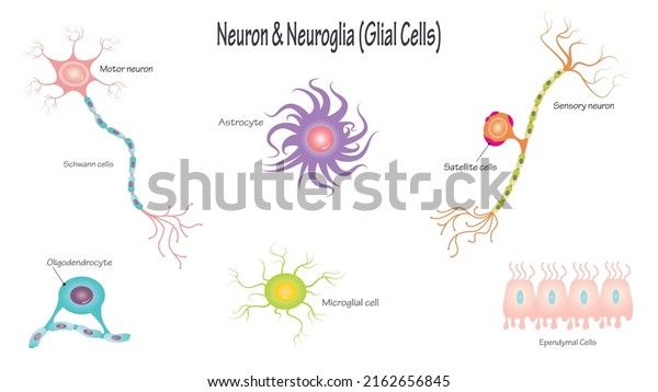 Neurons Neuroglia Glial Cells Vector Illustration Stock Vector (Royalty ... Neurons Neuroglia Glial Cells Vector Illustration Stock Vector (Royalty ...