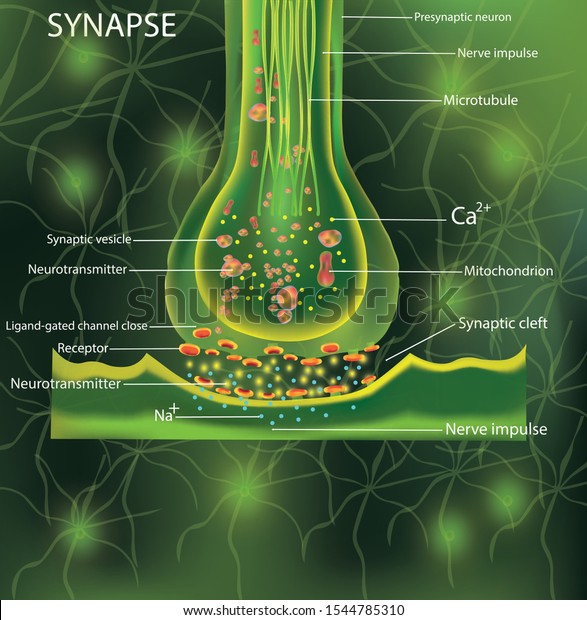 Neurons Scientific Designation Structure Synaps Neuronal Stock Vector ...