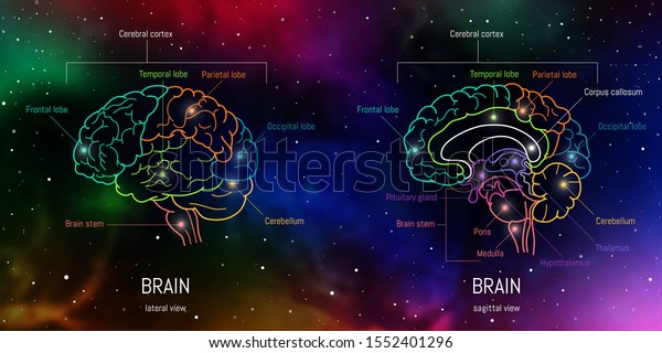 Neuroscience Infographic On Space Background Human 库存矢量图（免版税）1552401296 ...