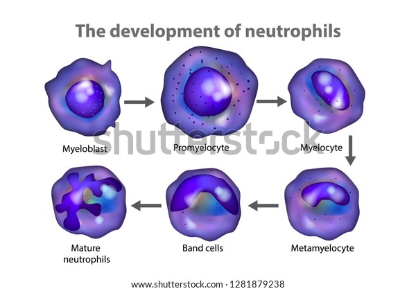 Neutrophils (neutrocytes). The development of neutrophils