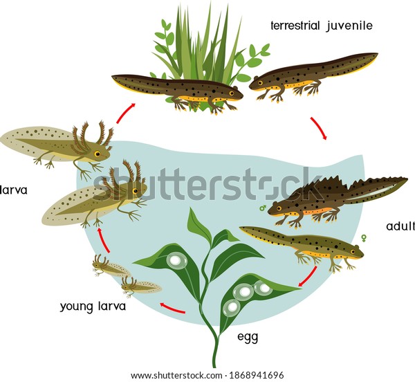 Newt Life Cycle Sequence Stages Development Stock Vector (Royalty Free ...