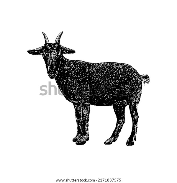 Nigerian Goat Hand Drawing Vector Illustration 库存矢量图（免版税）2171837575 ...