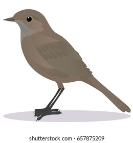 Nightingale Cartoon Vector Illustration: เวกเตอร์สต็อก (ปลอดค่า ...