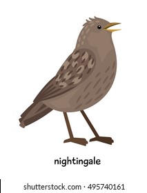 Nightingale Vector Illustration Stock Vector (Royalty Free) 495740161 ...