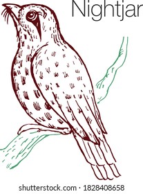 27 Nighthawk bird Stock Vectors, Images & Vector Art | Shutterstock