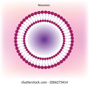 Niosome Non Ionic Surfactant Based Vesicle Stock Vector (Royalty Free ...