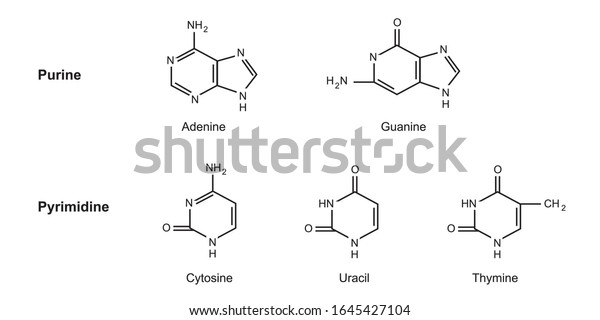 Nitrogenous Base Nitrogen Containing Base Organic Stock Vector (Royalty ...
