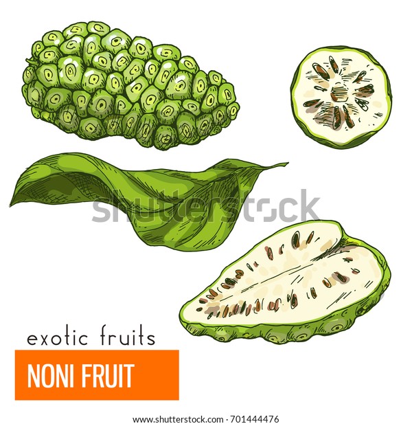 Noni Fruit Full Color Realistic Hand Stock Vector (Royalty Free ...