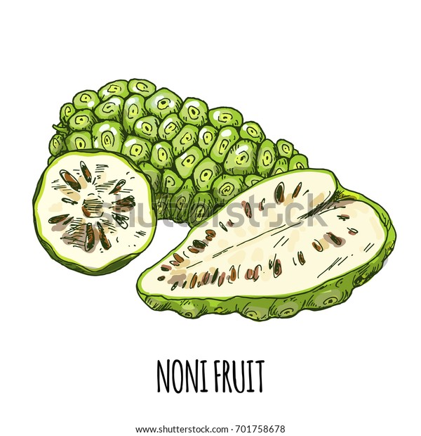 Noni Fruit Full Color Realistic Hand Stock Vector (Royalty Free) 701758678