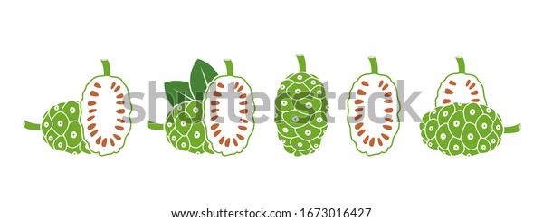 Noni Fruit Logo Isolated Noni Fruit Stock Vector (Royalty Free) 1673016427