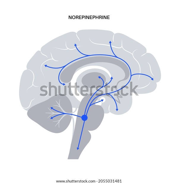 Norepinephrine Hormones Pathway Human Brain Noradrenaline Stock Vector ...