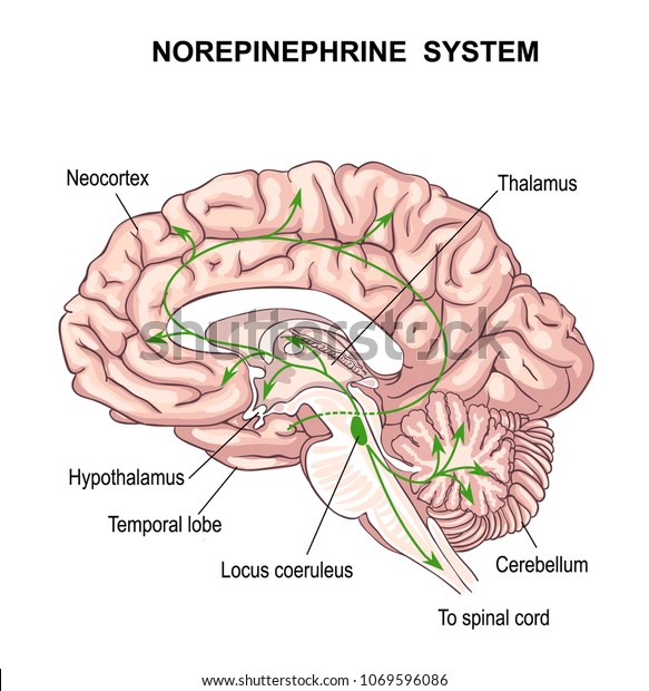 Norepinephrine System Noradrenaline Regulation Blood Pressure Stock ...