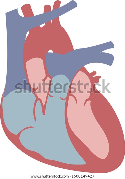 Human Heart Chamber Clip Art
