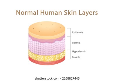 38,679 Normal Human Images, Stock Photos & Vectors | Shutterstock