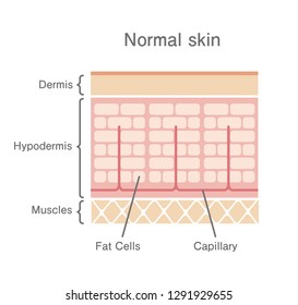 Normal Skin Illustration Stock Vector (Royalty Free) 1291929655 ...