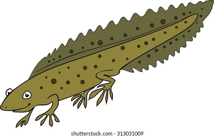 Northern Crested Newt Stock Vector (Royalty Free) 313031009 | Shutterstock