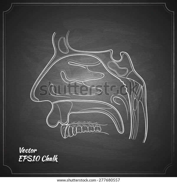 Nose Anatomy Outline Vector Illustaration: เวกเตอร์สต็อก (ปลอดค่า ...