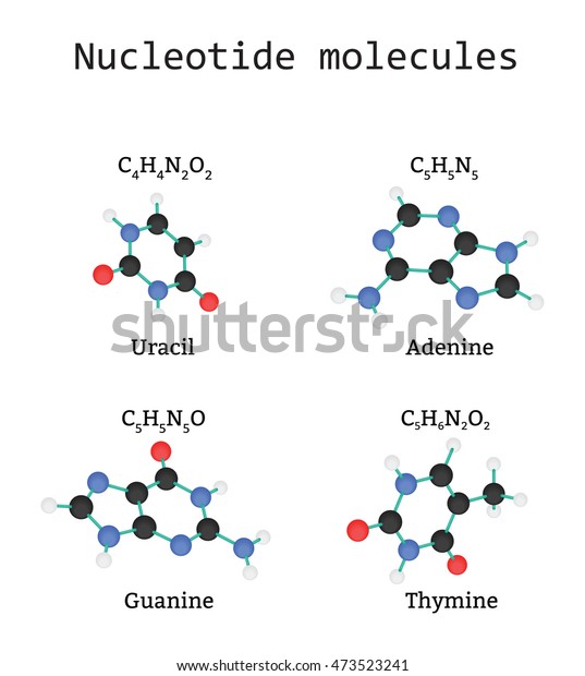 Nucleotide Molecules Set Isolated On White Stock Vector (Royalty Free ...