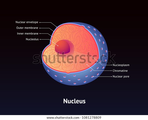 Nucleus Detailed Structure Scheme Nuclear Membrane: vector de stock ...