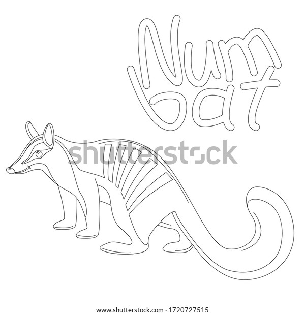 Numbat Vector Illustrationlining Draw Profile Side Stock Vector ...