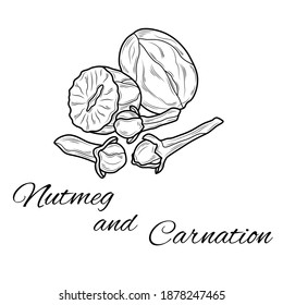 6,860 Nutmeg Vector Images, Stock Photos & Vectors | Shutterstock