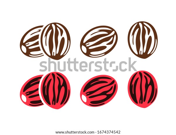 Nutmeg Logo Isolated Nutmeg On White Stock Vector (Royalty Free ...
