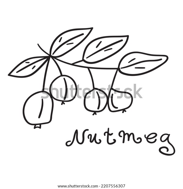 Nutmeg Vector Outline Icon Nature Simple Stock Vector (Royalty Free ...