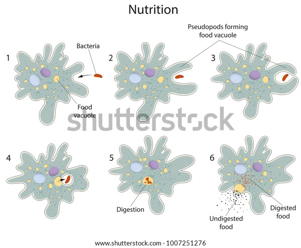 96 Digestion In Amoeba Images, Stock Photos & Vectors | Shutterstock
