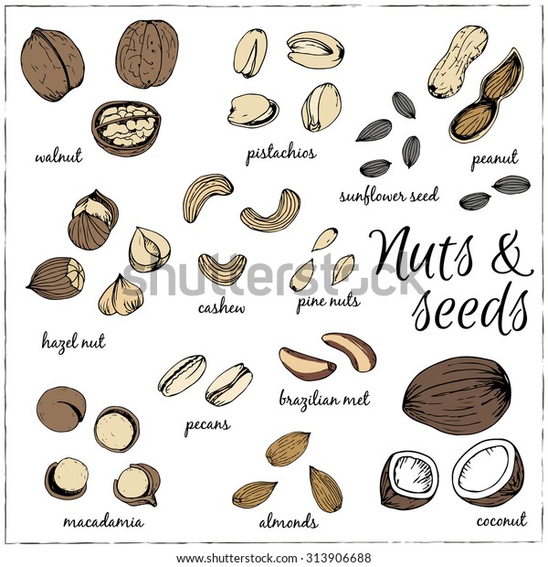 Nuts Collection Drawings Sketches Handdrawing Vector Stock Vector ...