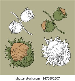 Nuts Set Collection Line Art Stock Vector (Royalty Free) 1470892607