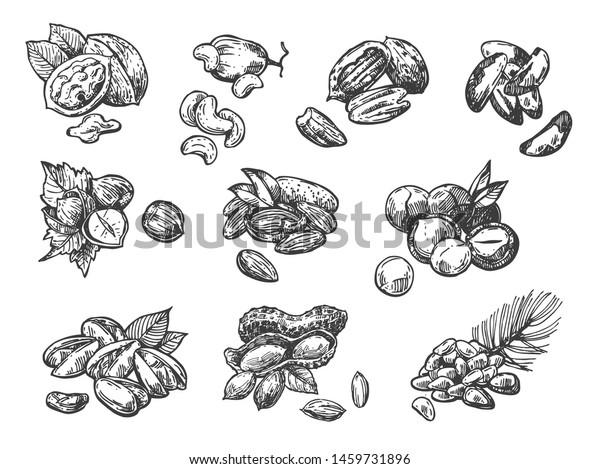 Nuts Set Sketch Style Food Illustrations Stock Vector (Royalty Free ...