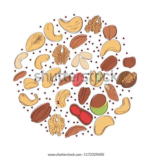 Nuts Vector Vintage Illustration Hand Drawn Stock Vector (Royalty Free ...