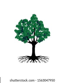 Oak Tree Icon Green Leaves Roots Stock Vector (Royalty Free) 1563047950 ...