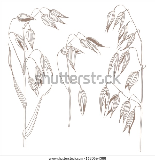 Vektor Stok Oatssketchhand Drawn Outline Vector Illustration Isolated ...