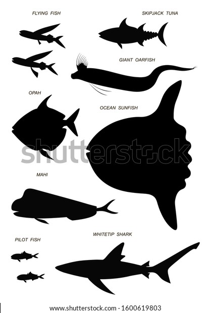 Ocean Pelagic Fish Silhouettes Names Flying Stock Vector (Royalty Free ...