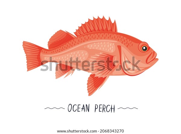 Ocean Perch Fresh Raw Cartoon Vector Stock Vector (Royalty Free ...