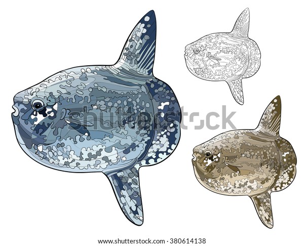 Ocean Sunfish Common Mola Vector Image Stock Vector (Royalty Free ...