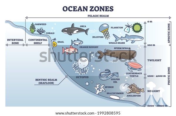 Ocean Zones Division Depth Light Penetration 库存矢量图（免版税）1992808595