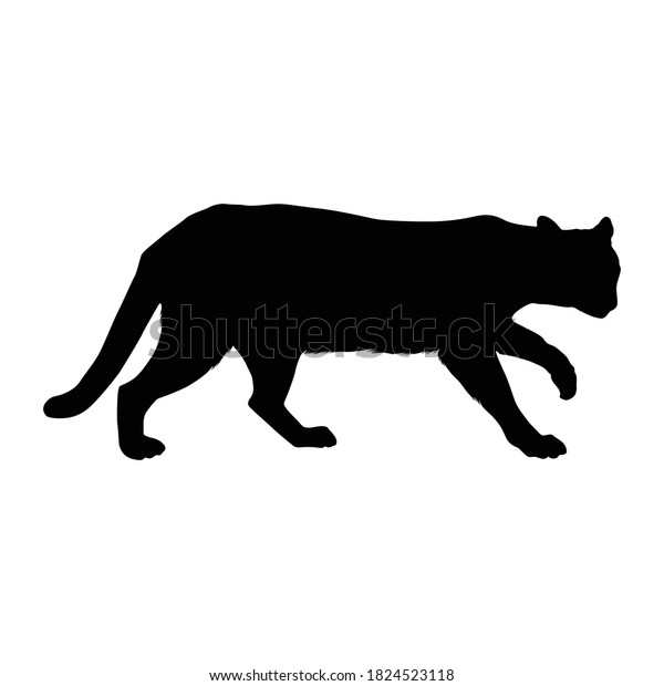 Ocelot Leopardus Pardalis Walking On Side Stock Vector (Royalty Free ...