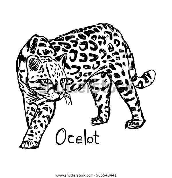 Ocelot Vector Illustration Sketch Hand Drawn Stock Vector (Royalty Free ...