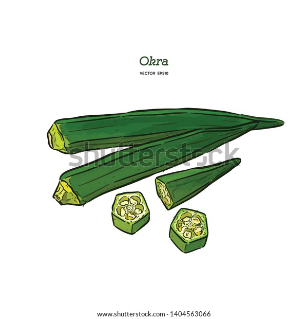 Okra Hand Draw Sketch Vector Vegetable Stock Vector (Royalty Free ...