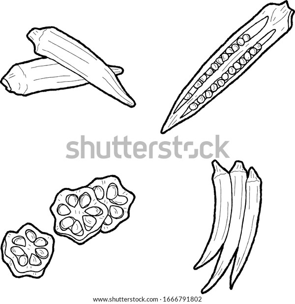 Okra Vector Illustration Hand Drawn Vegetable Stock Vector (Royalty ...