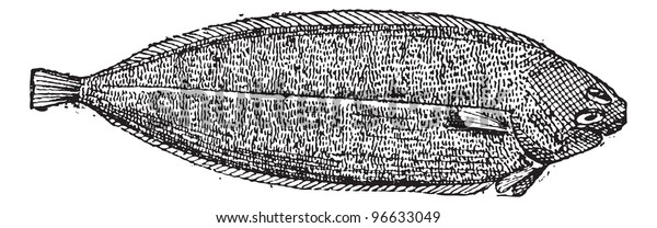 Old Engraved Illustration Common Sole Solea Stock Vector (Royalty Free ...